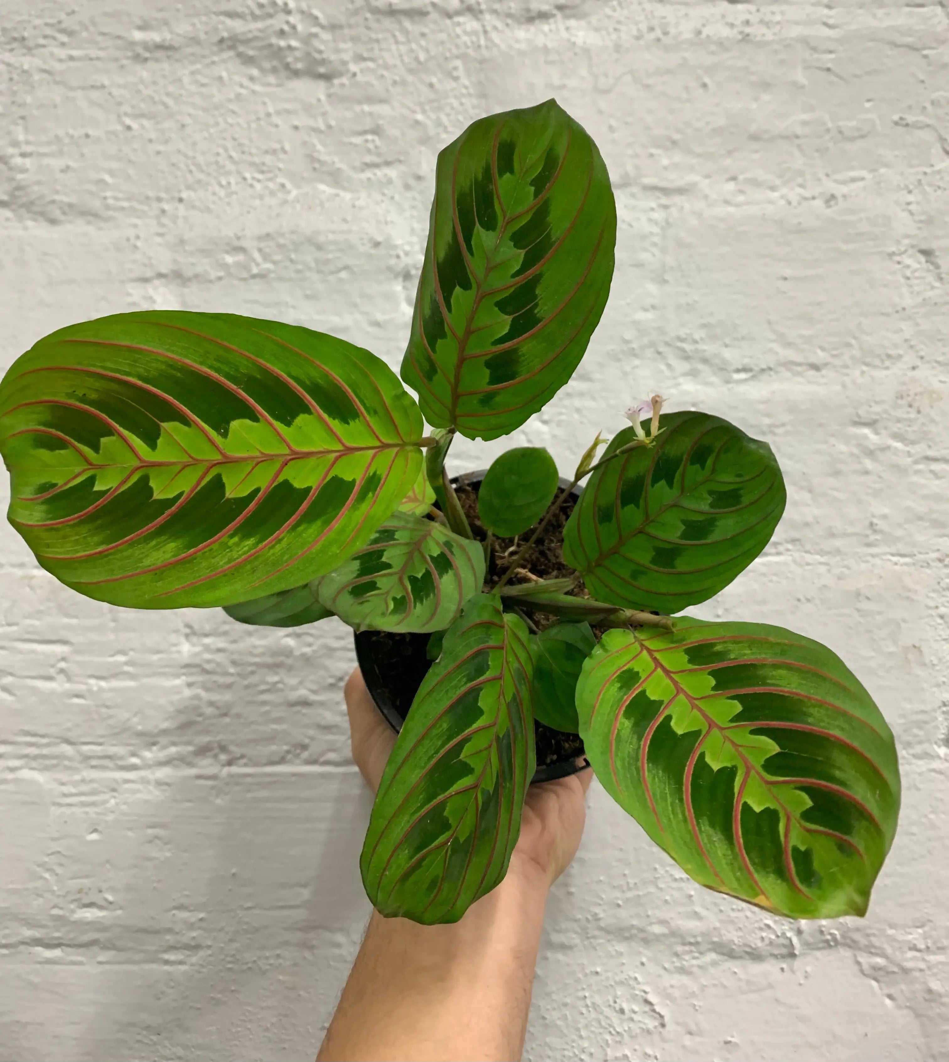 Red/Black Prayer plant (Maranta leuconeura) - 13cm Pot – Folia House