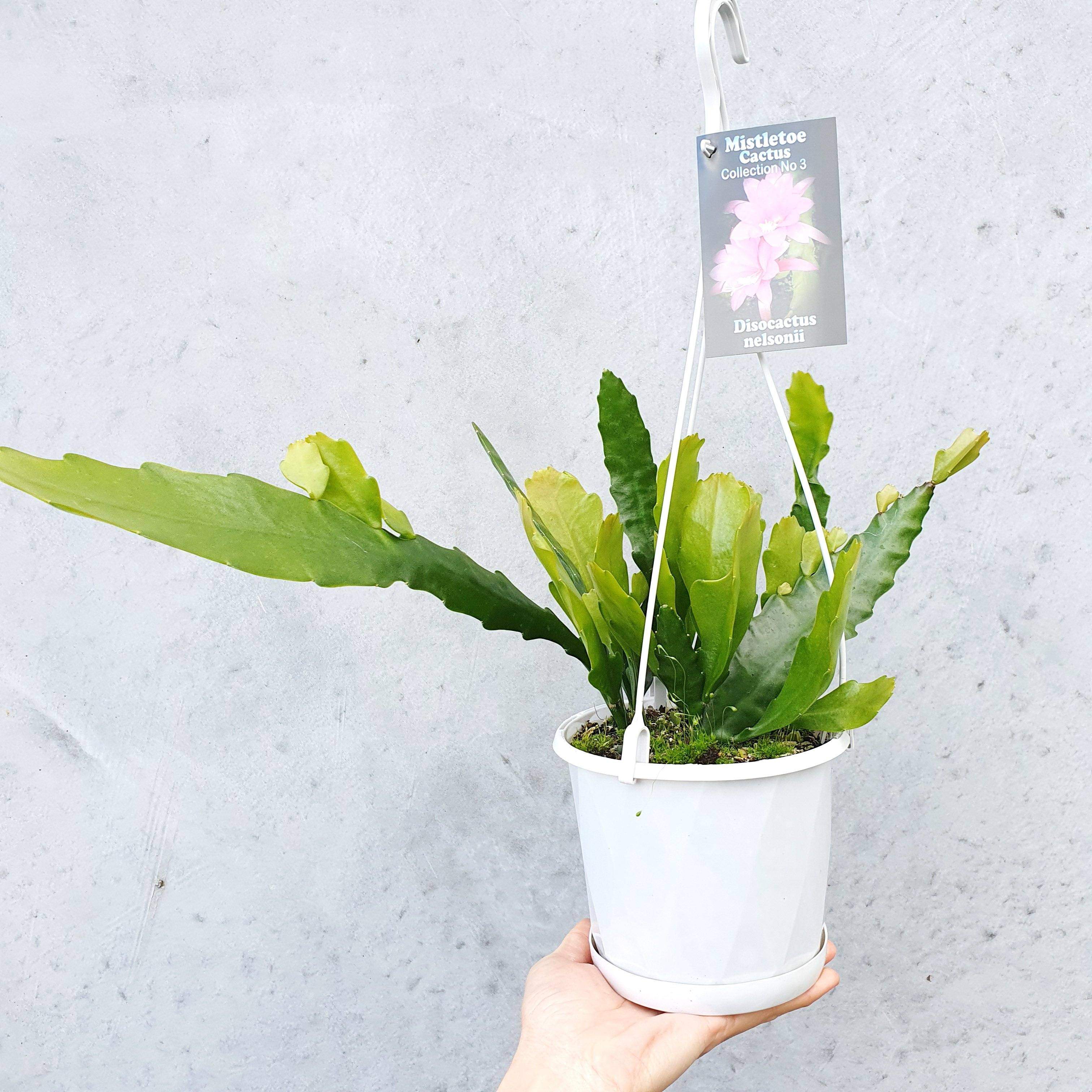 Rhipsalis - Disocactus nelsonii (collection No.3) - 13cm pot – Folia House