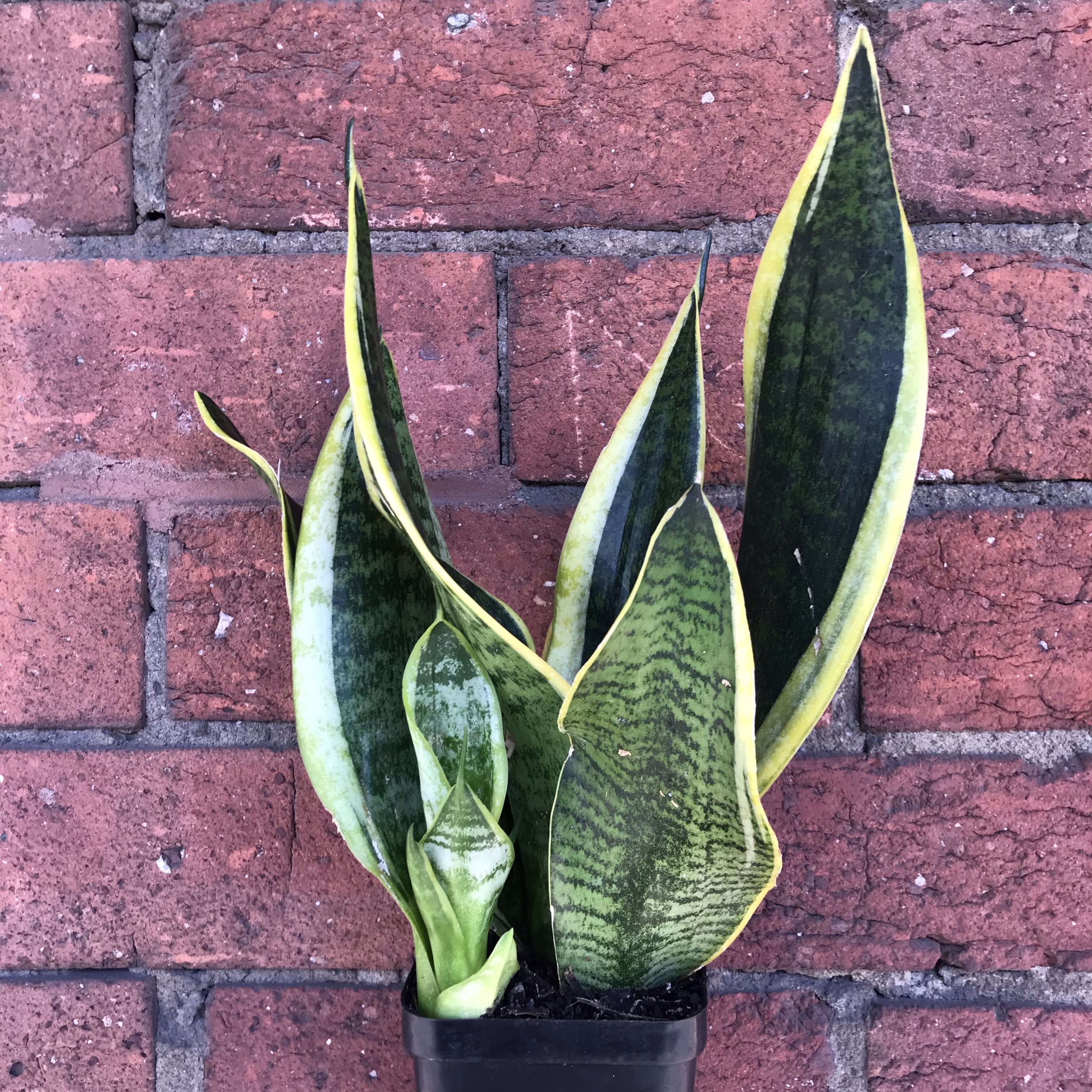 Sansevieria Superba - 10cm pot – Folia House