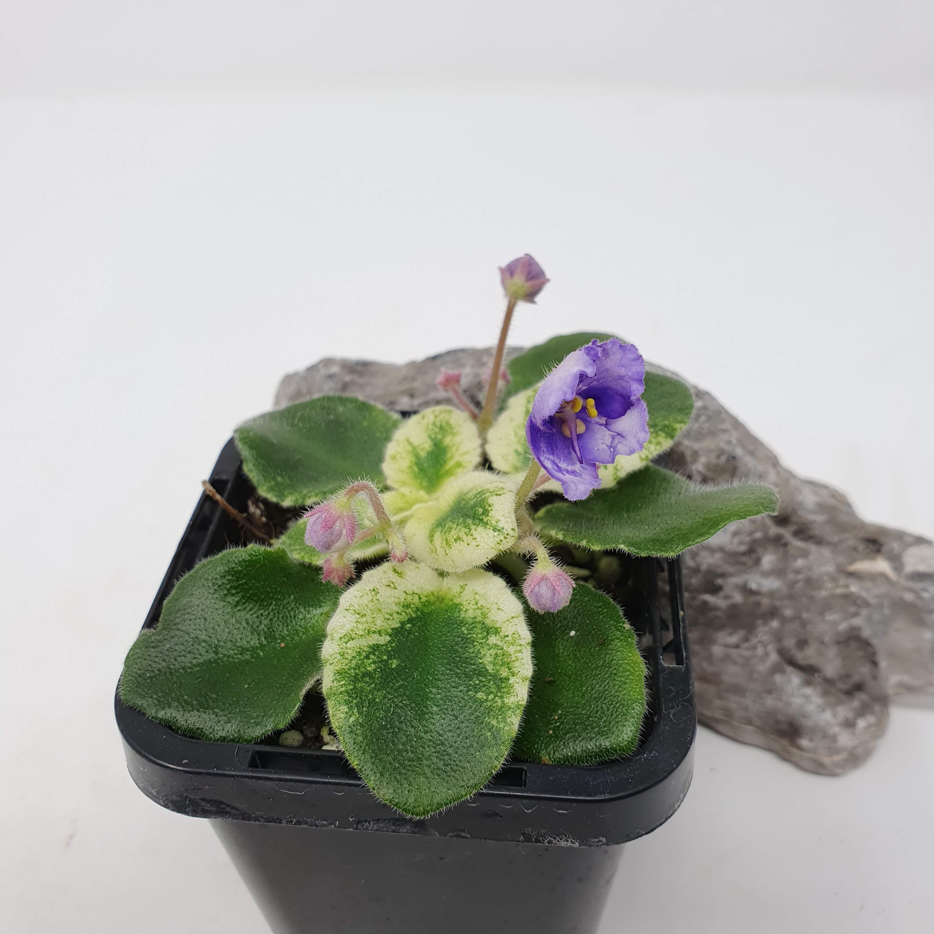Baby Plant - African Violet Rob's Itchy Britches – Folia House
