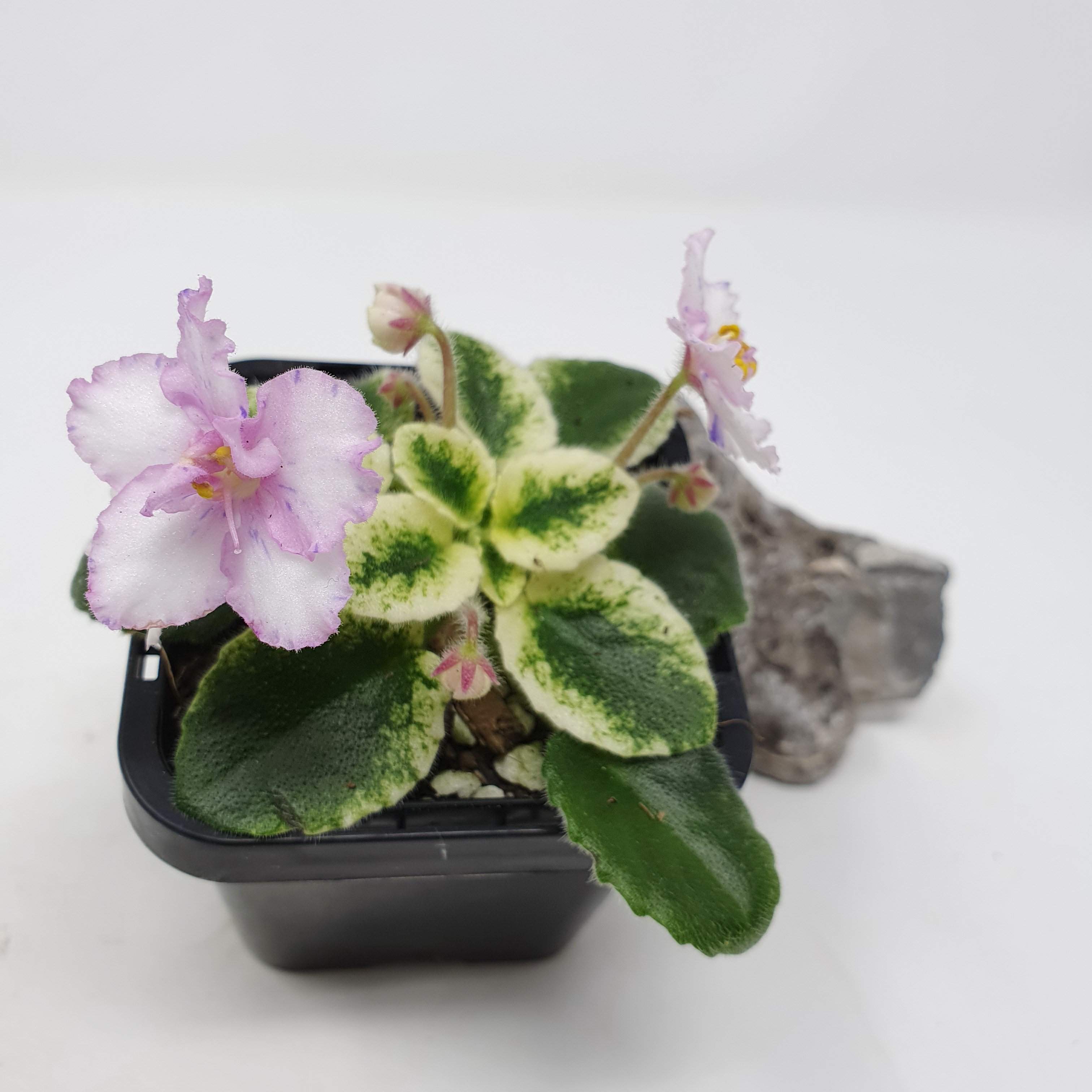 Baby Plant - African Violet Rob's Itchy Britches – Folia House